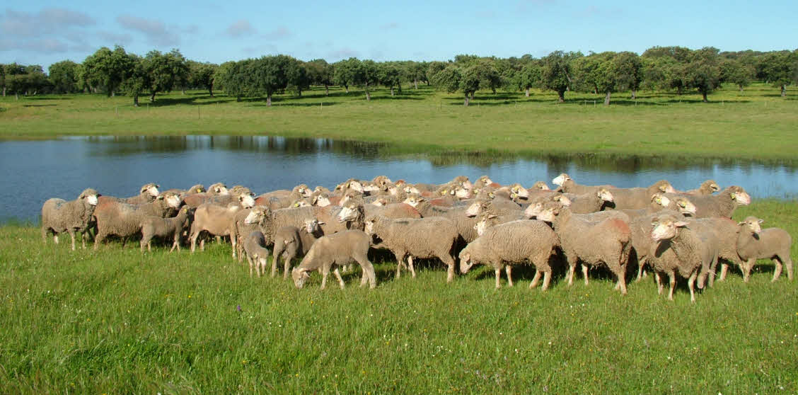 Wat is mulesing: onnodige dierenkwelling of juist levensreddend?