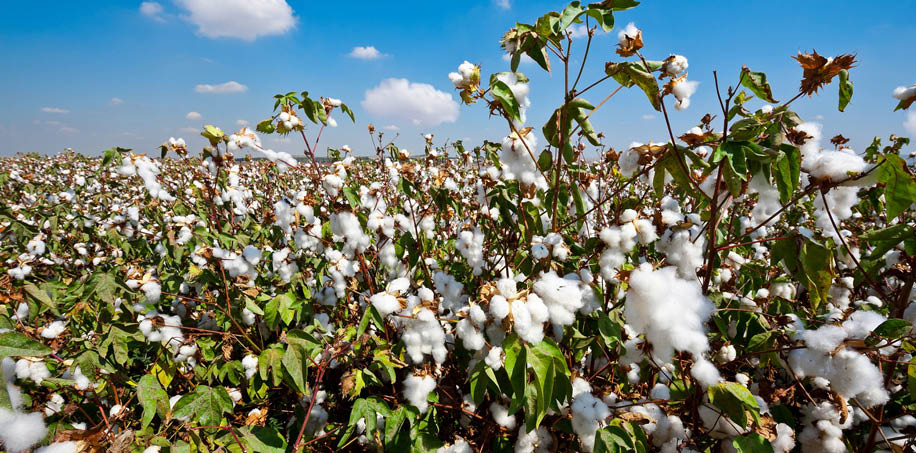 Wat is biologische katoen