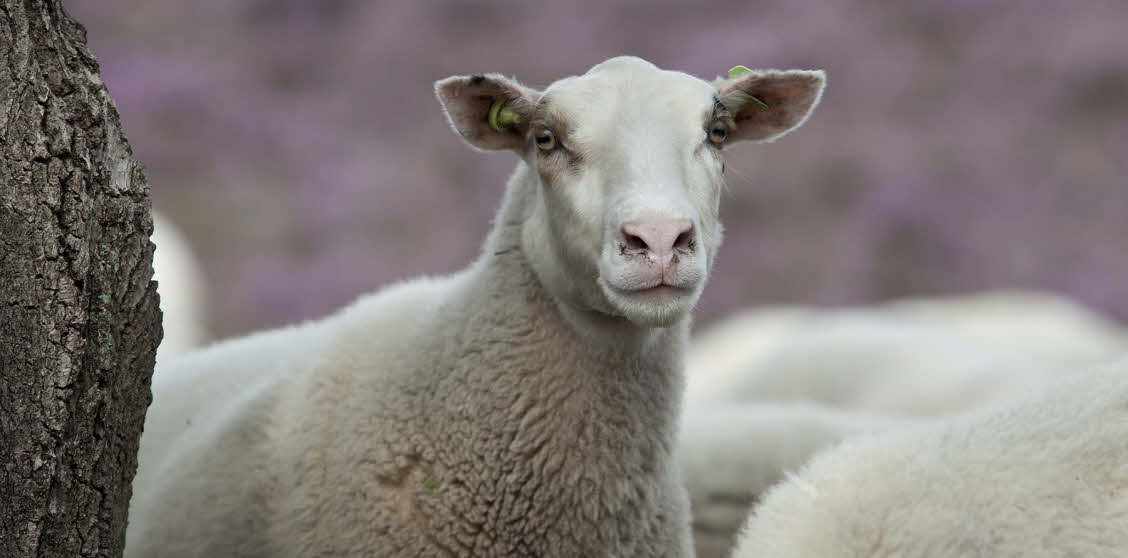 Blog Nederlandse wol van het Kempisch Heideschaap